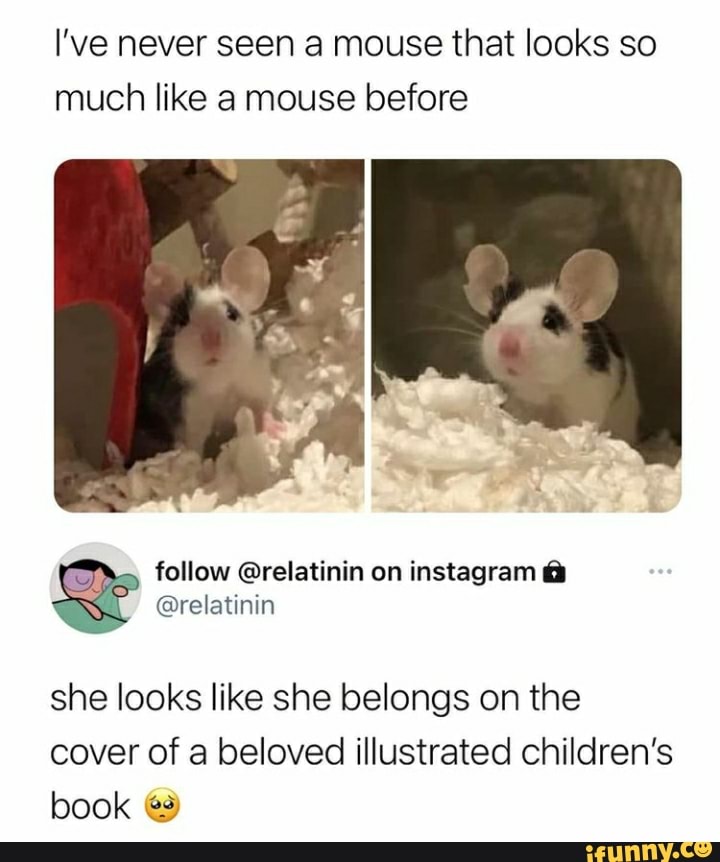 I've never seen a mouse that looks so much like a mouse before follow ...