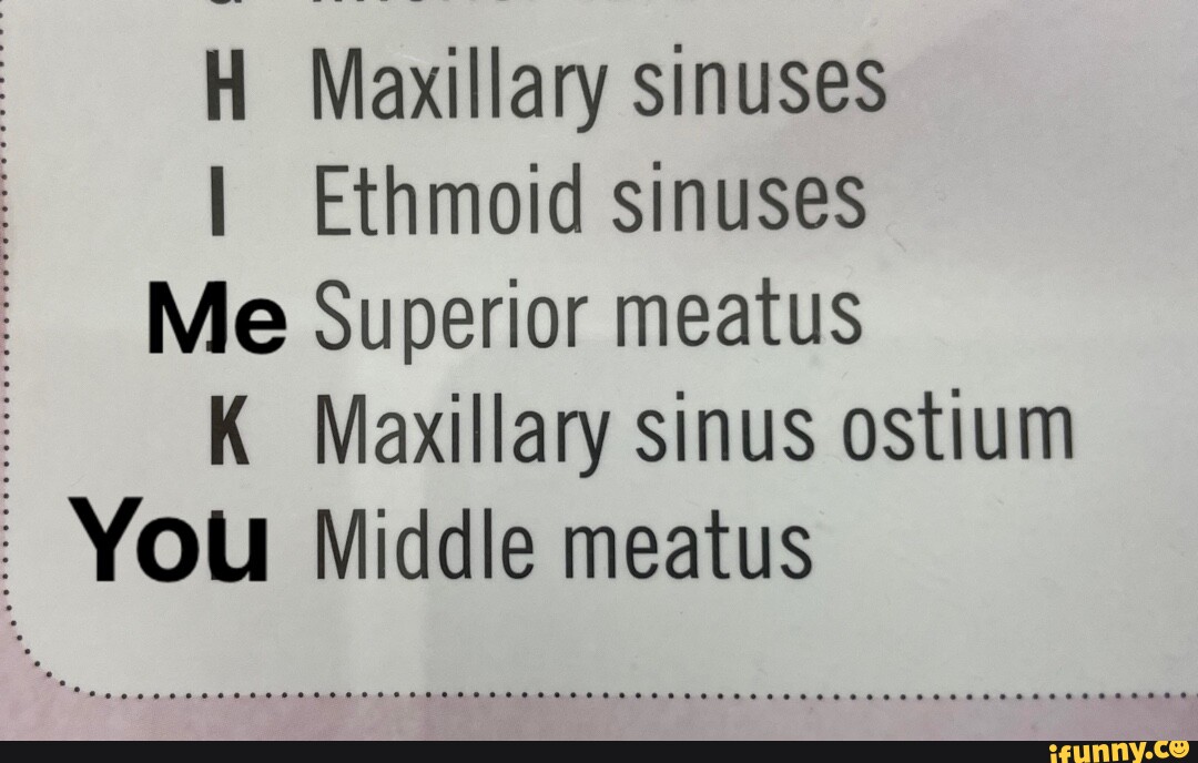 Maxillary sinuses I Ethmoid sinuses Me Superior meatus K Maxillary ...