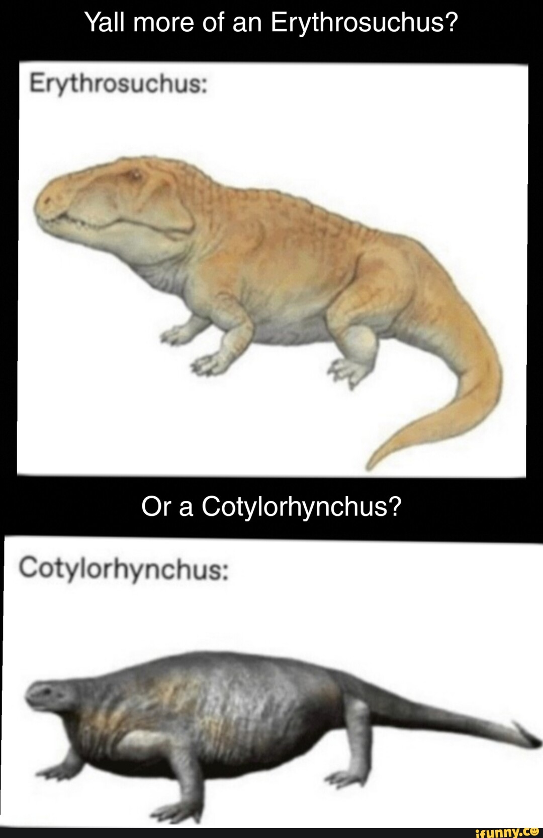 Yall more of an Erythrosuchus? Or a Cotylorhynchus? - iFunny