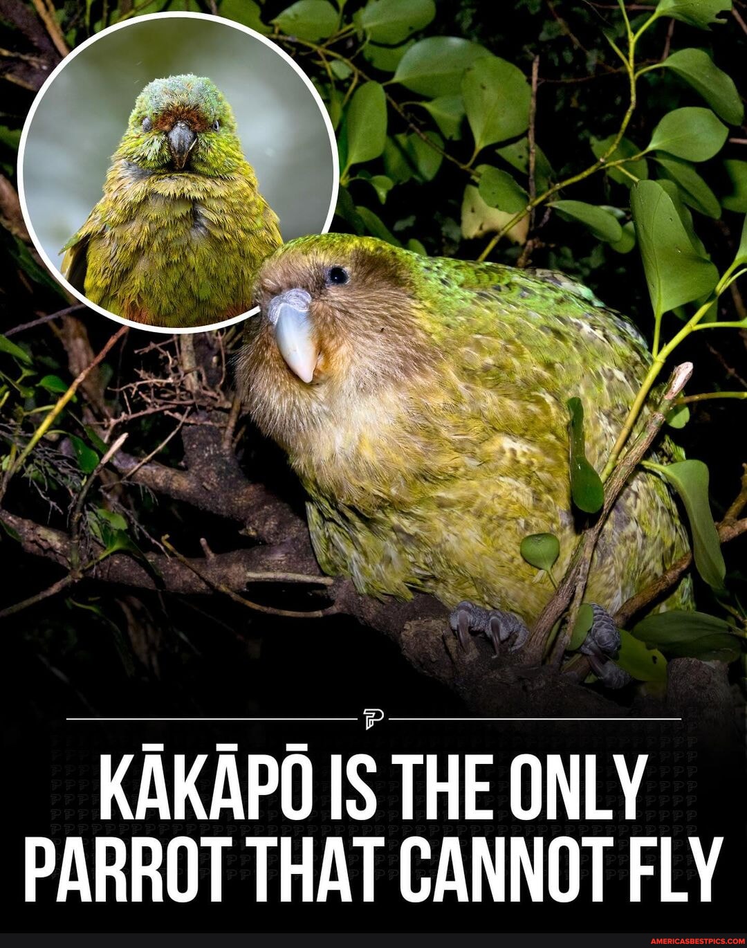 Swipe ️ The kakapo, an ancient bird species native to New Zealand, is ...