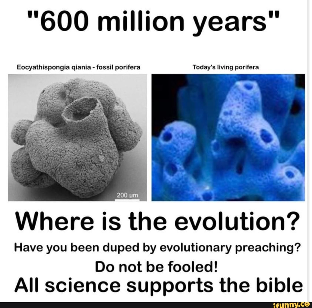 Porifera memes. Best Collection of funny Porifera pictures on iFunny