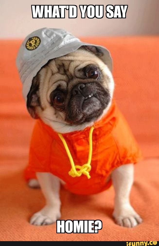 Pugging memes. Best Collection of funny Pugging pictures on iFunny