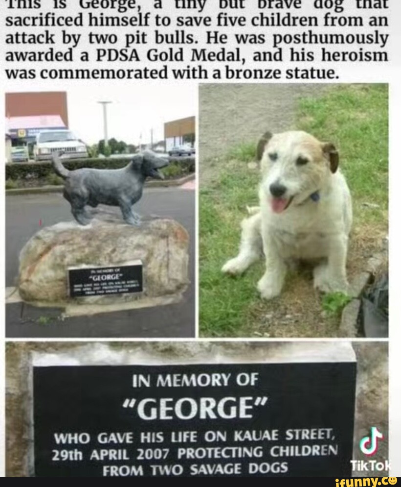 Pdsa memes. Best Collection of funny Pdsa pictures on iFunny