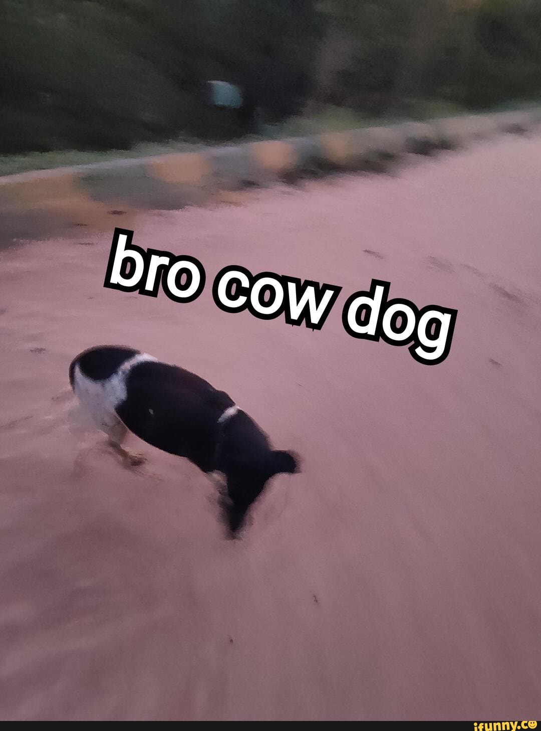 Br O Cow dog - iFunny
