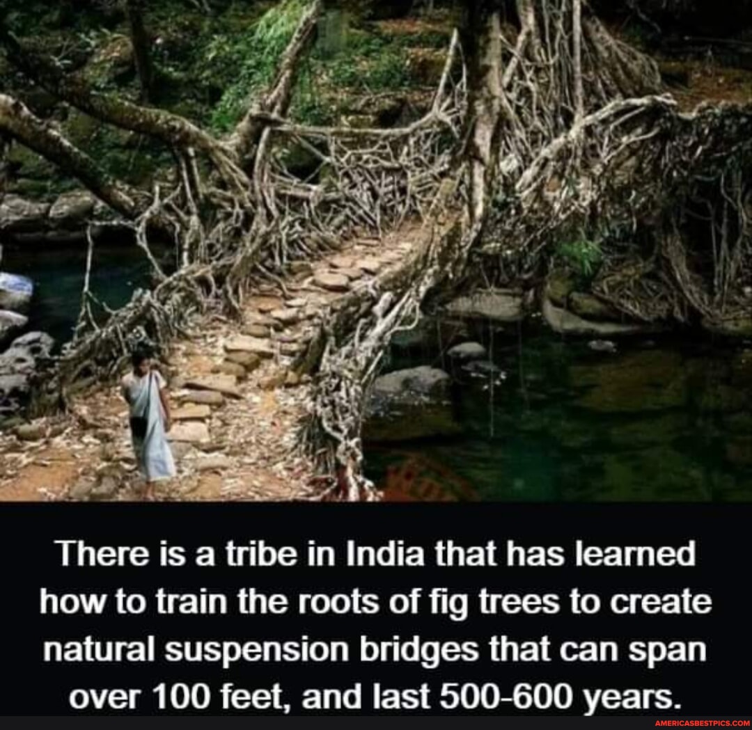 There is a tribe in India that has learned how to train the roots of ...