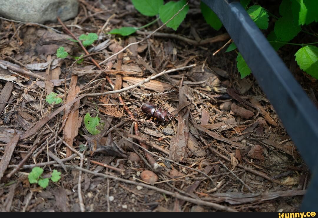 Macro_photography memes. Best Collection of funny Macro_photography ...