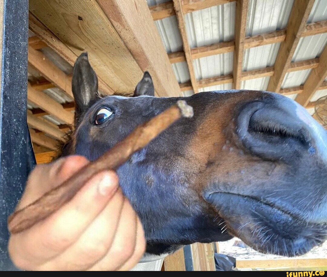 Picture memes 3Sz69ANYA by my_cox_enormous: 43 comments - iFunny