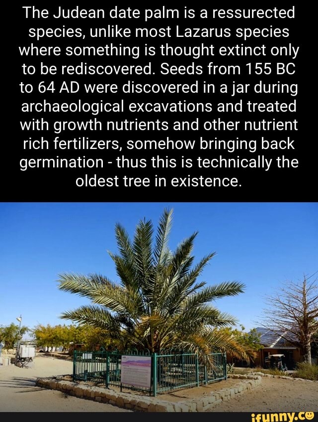 Extinct Date Palms | Ancient Palm Resurrected from 2000-Year-Old Seed ...