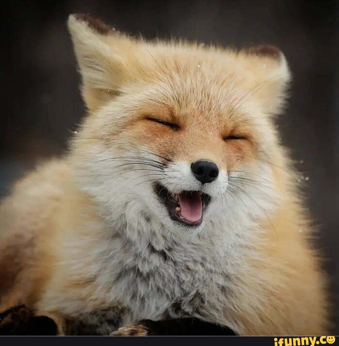 Red_fox memes. Best Collection of funny Red_fox pictures on iFunny