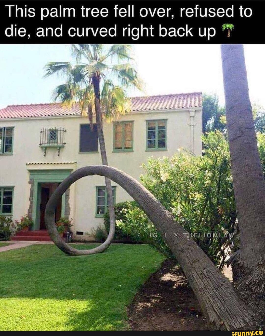 This palm tree fell over, refused to die, and curved right back up ny ...