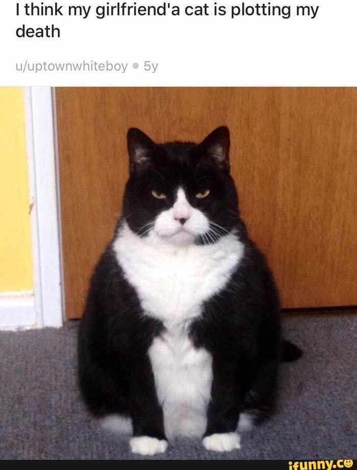 Plotting_cat memes. Best Collection of funny Plotting_cat pictures on ...