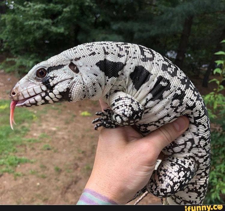 Tegu memes. Best Collection of funny Tegu pictures on iFunny