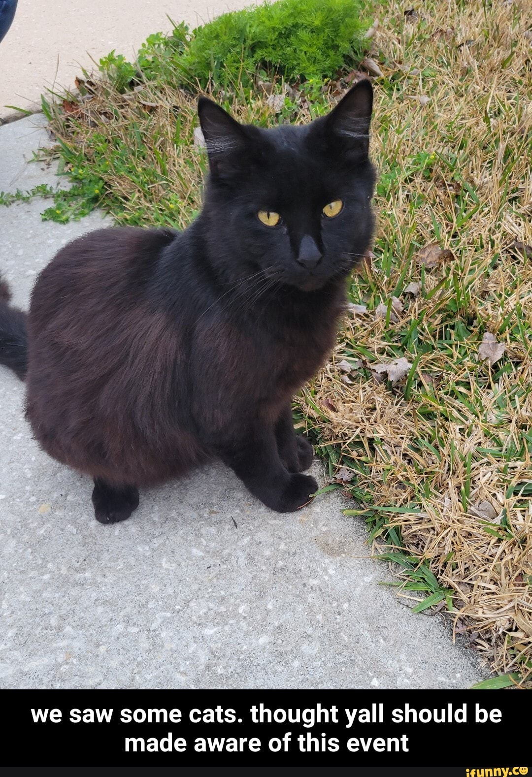 We saw some cats. thought yall should be made aware of this event - we ...