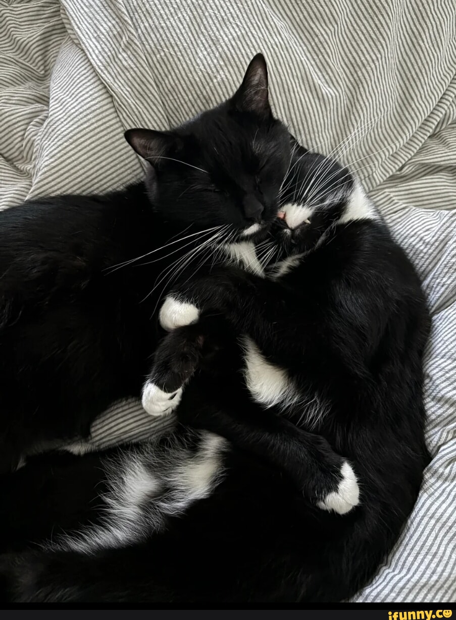 Cuddling memes. Best Collection of funny Cuddling pictures on iFunny