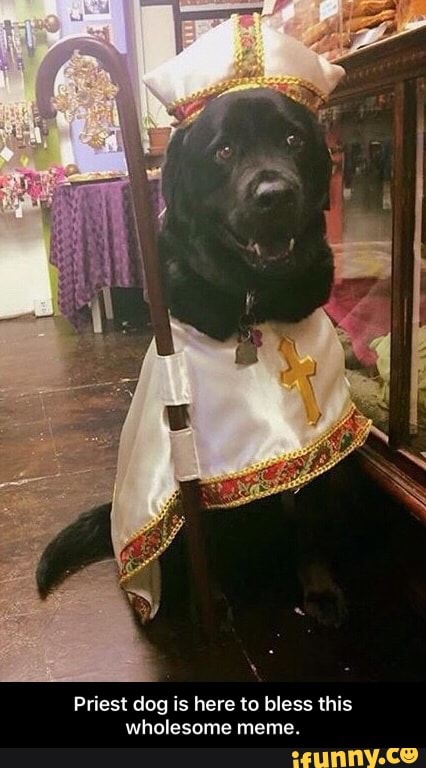 Priest dog is here to bless this wholesome meme. - Priest dog is here ...