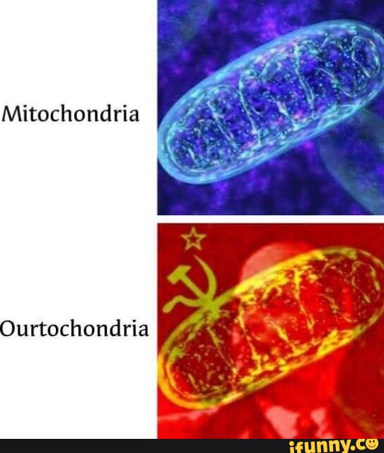 Mitochondria memes. Best Collection of funny Mitochondria pictures on ...