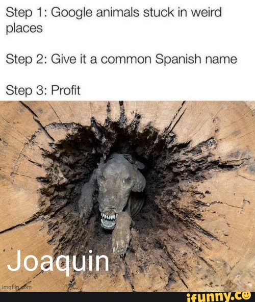 Animalsstuckinweirdplaces memes. Best Collection of funny ...