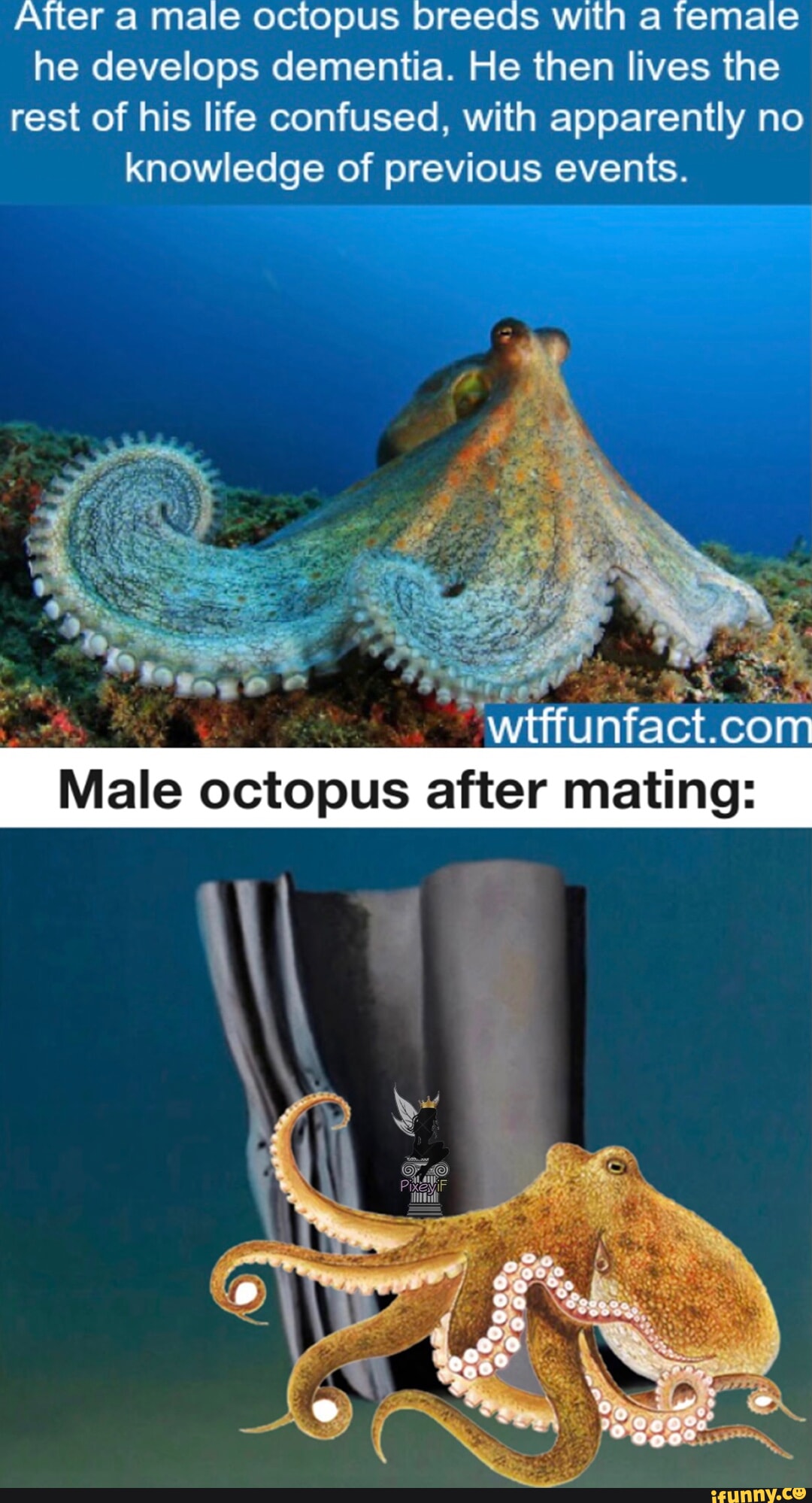 After a male octopus breeds with a female he develops dementia. He then ...