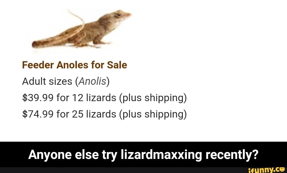 Anoles memes. Best Collection of funny Anoles pictures on iFunny