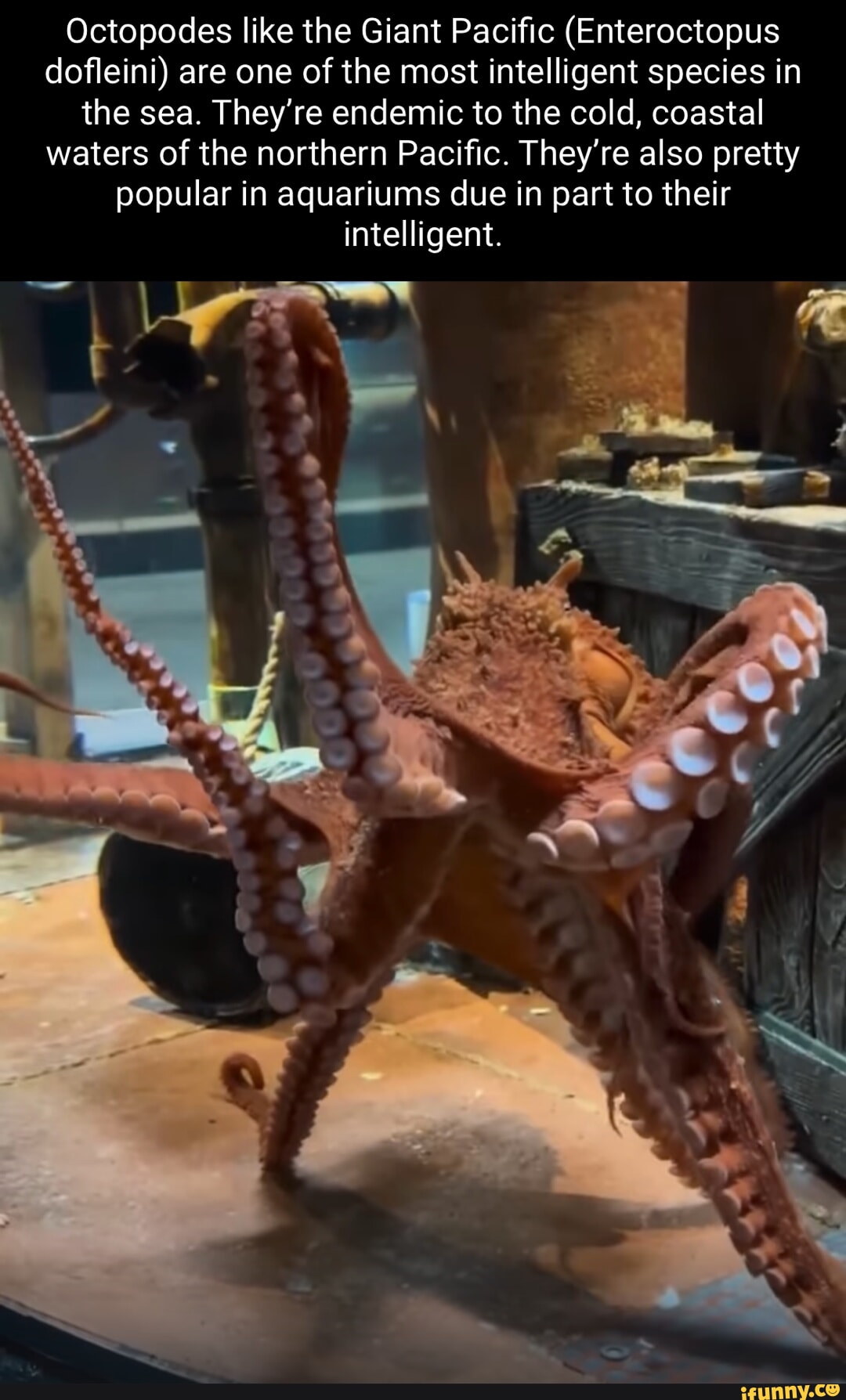 Octopodes like the Giant Pacific (Enteroctopus dofleini) are one of the ...