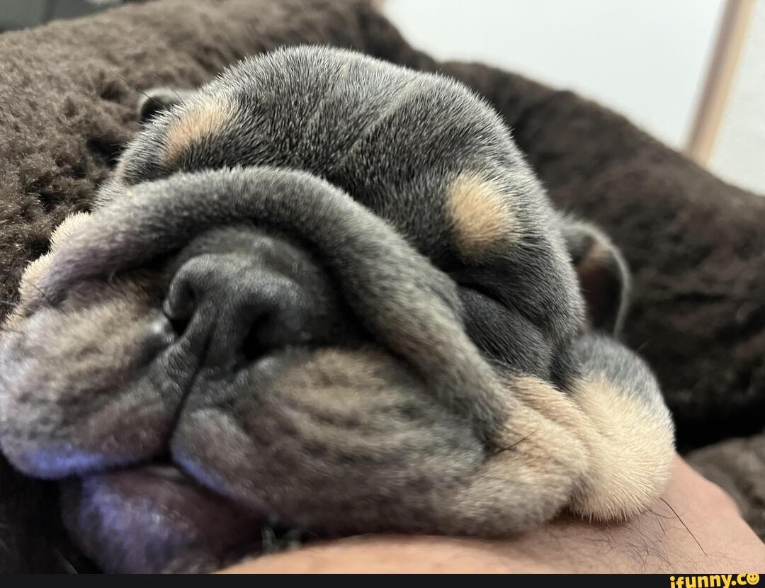 Dogey memes. Best Collection of funny Dogey pictures on iFunny