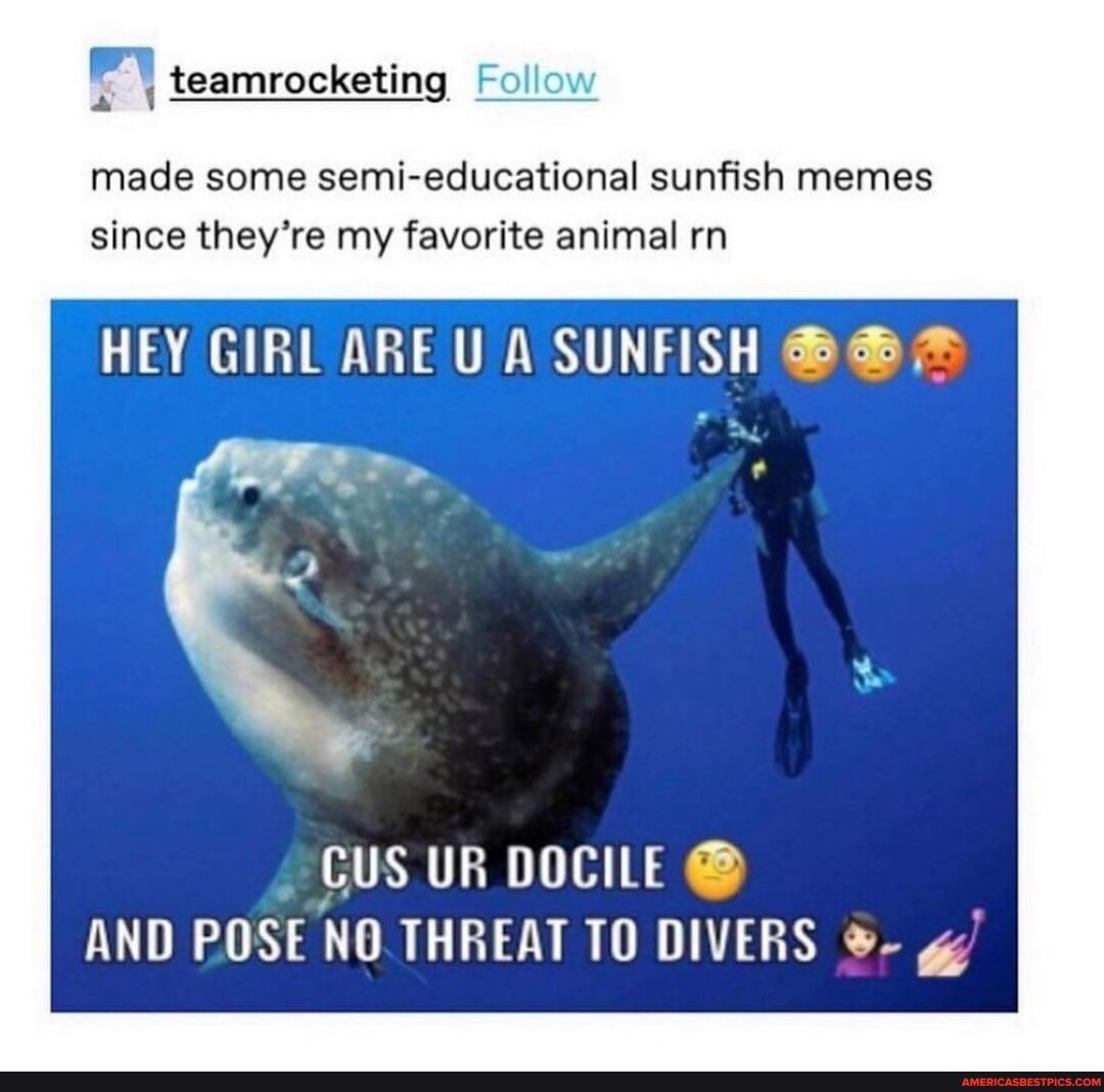 Teamrocketing Follow af made some semi-educational sunfish memes since ...