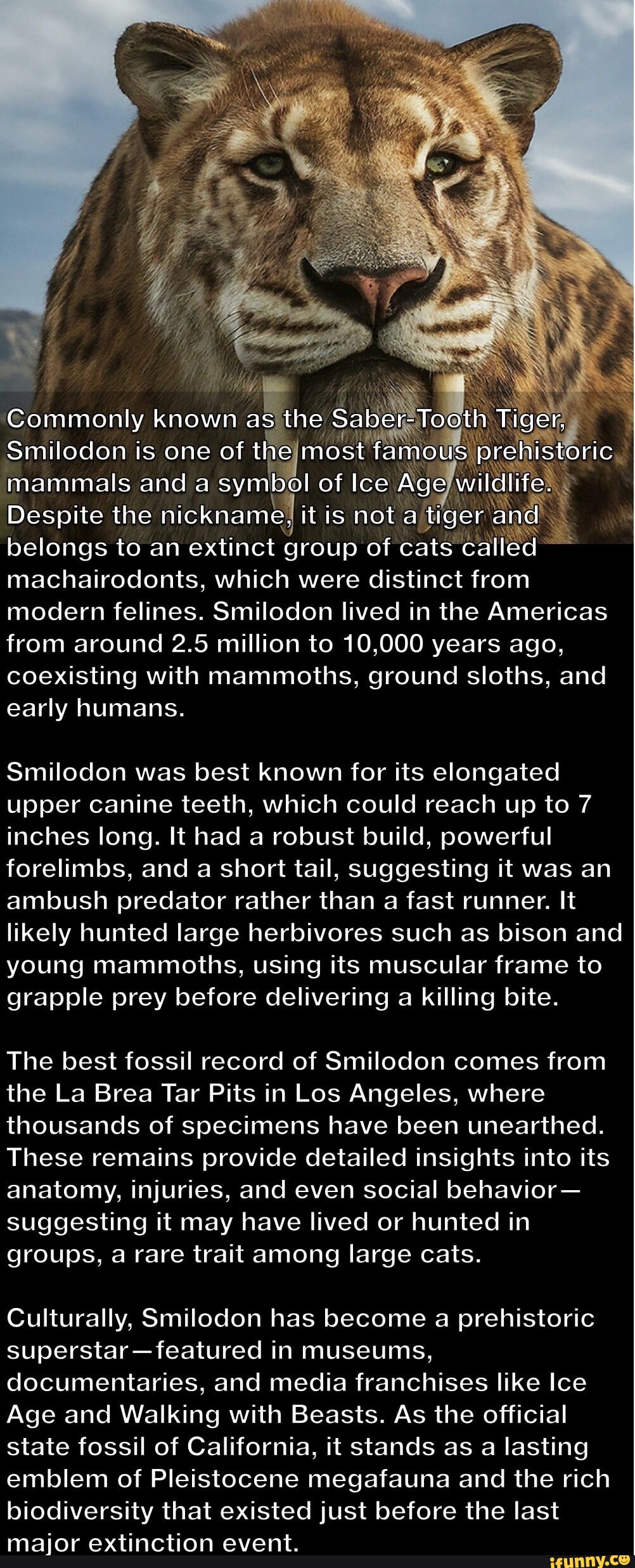 Commonly known as the Saber-Tooth Tiger, Smilodon is one of the most ...