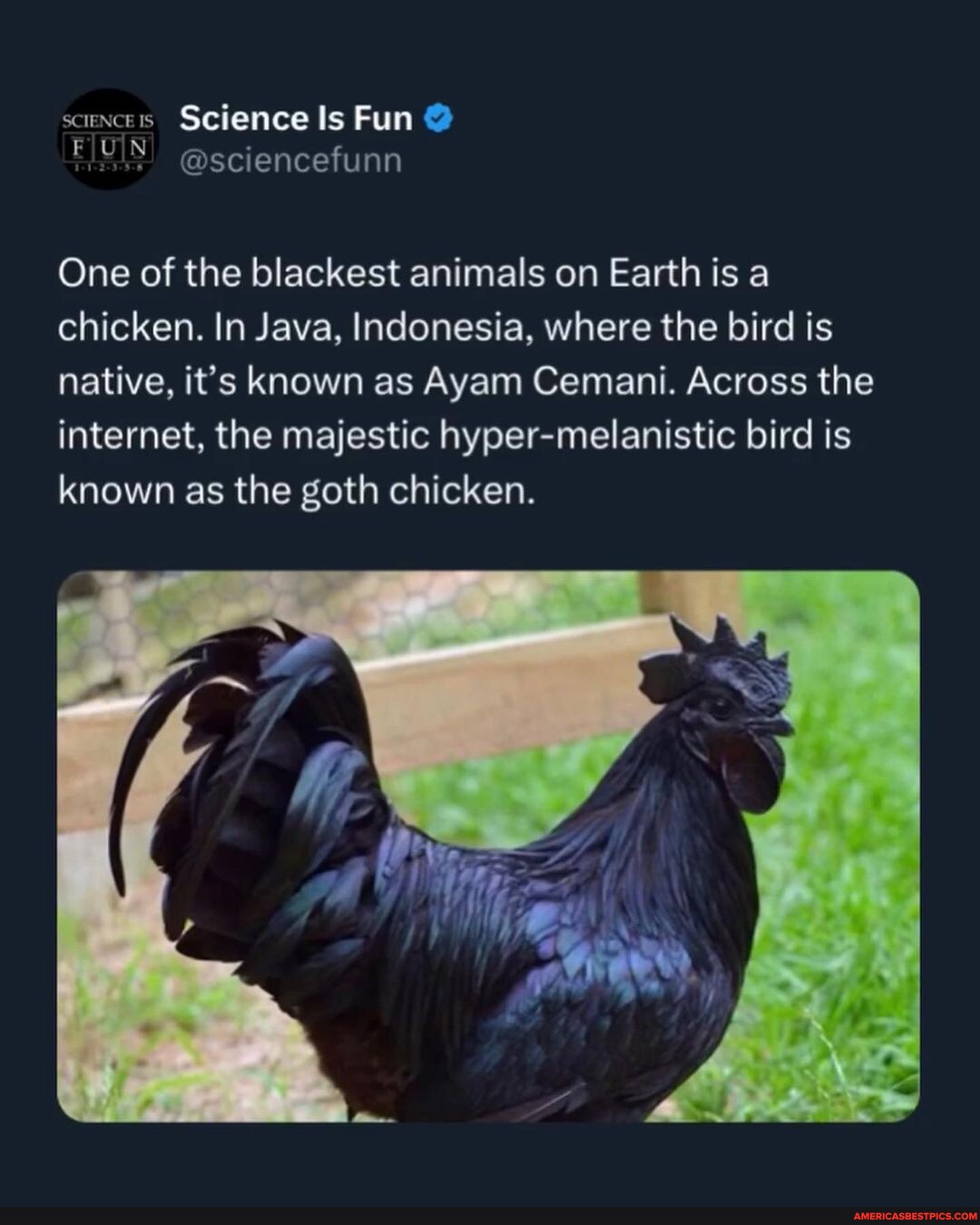 Having black bones, organs, and beaks doesn’t appear to impact the ...