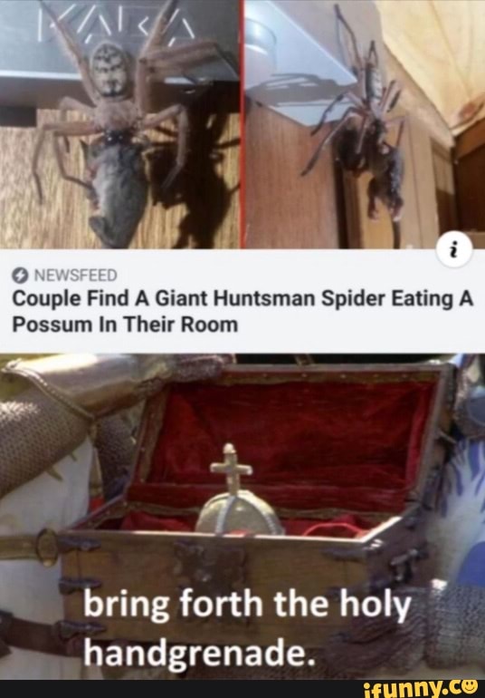 Couple Find A Giant Huntsman Spider Eating A Possum In Their Room bring ...