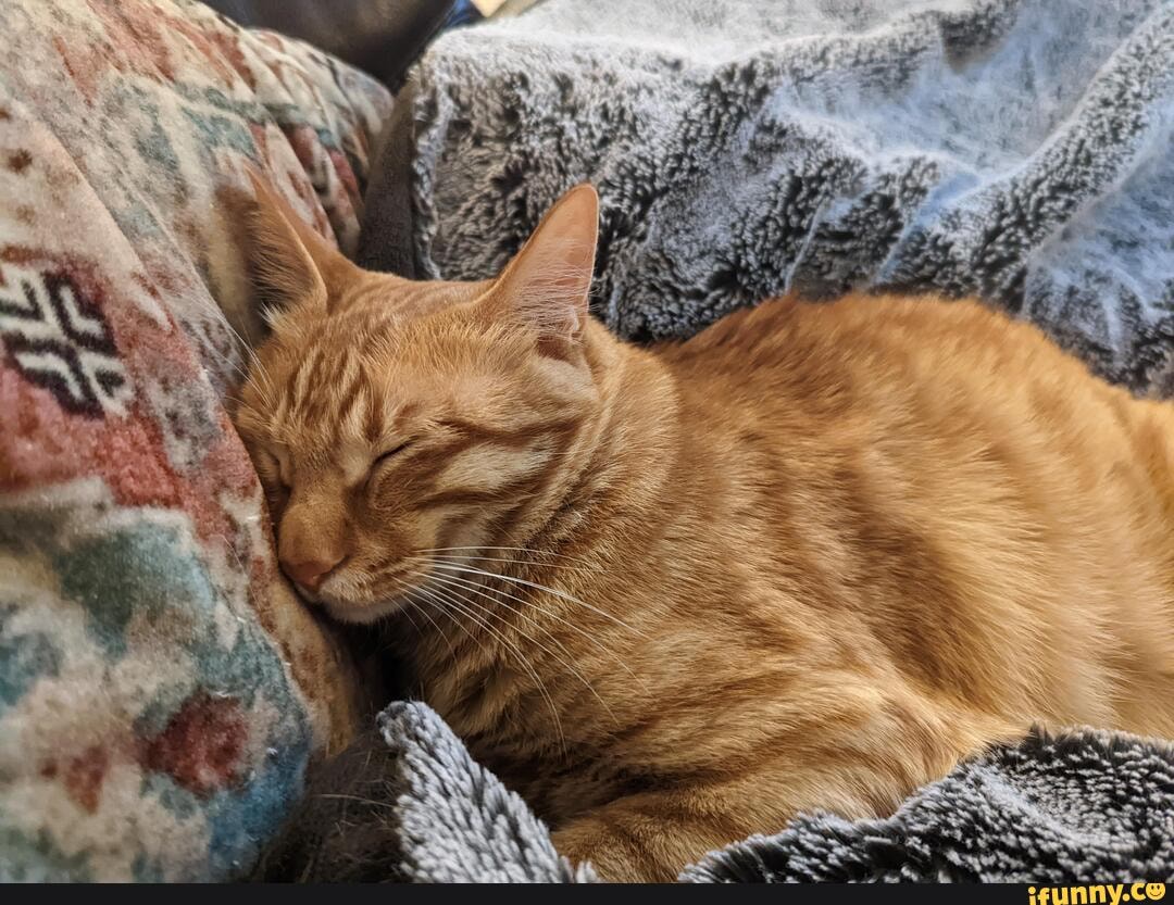 Sleepy_kitty memes. Best Collection of funny Sleepy_kitty pictures on ...