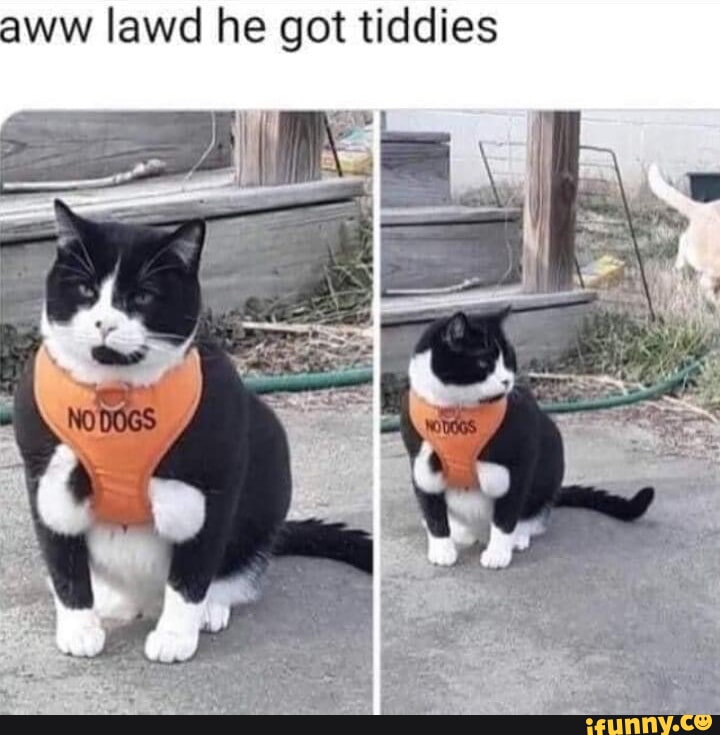 Tiddies memes. Best Collection of funny Tiddies pictures on iFunny