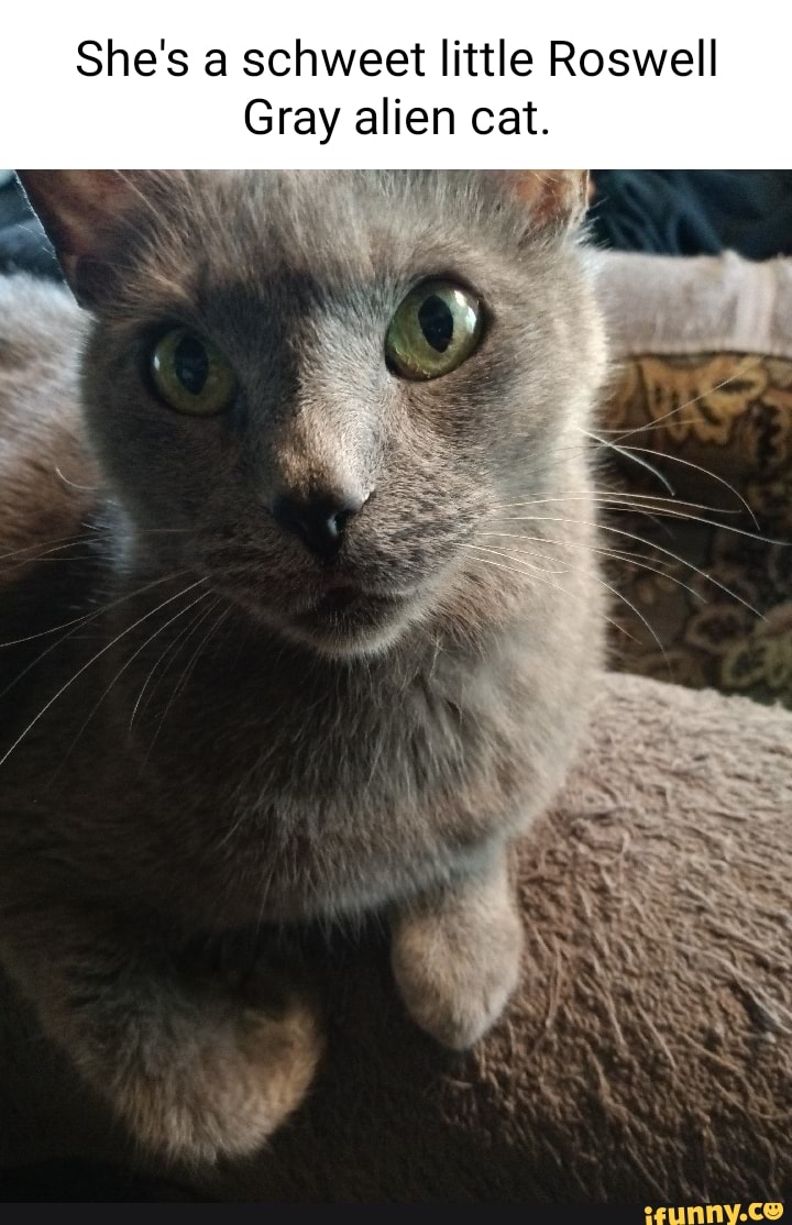 Schweet memes. Best Collection of funny Schweet pictures on iFunny