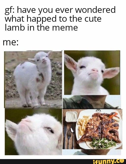 Gf: have you ever wondered what happed to the cute lamb in the meme ...