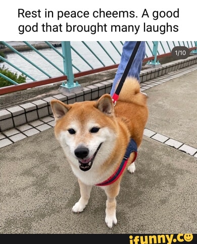 Rest in peace cheems. A good god that brought many laughs - iFunny