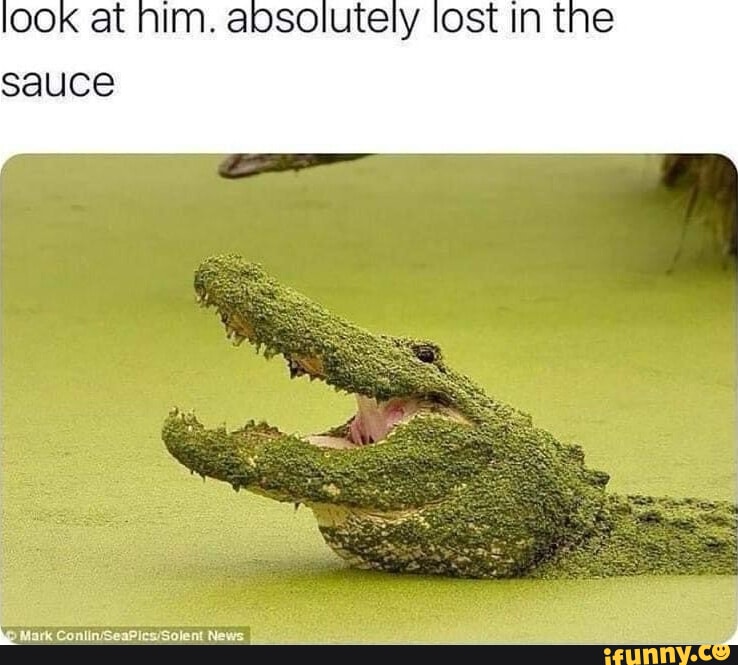 Sauce memes. Best Collection of funny Sauce pictures on iFunny