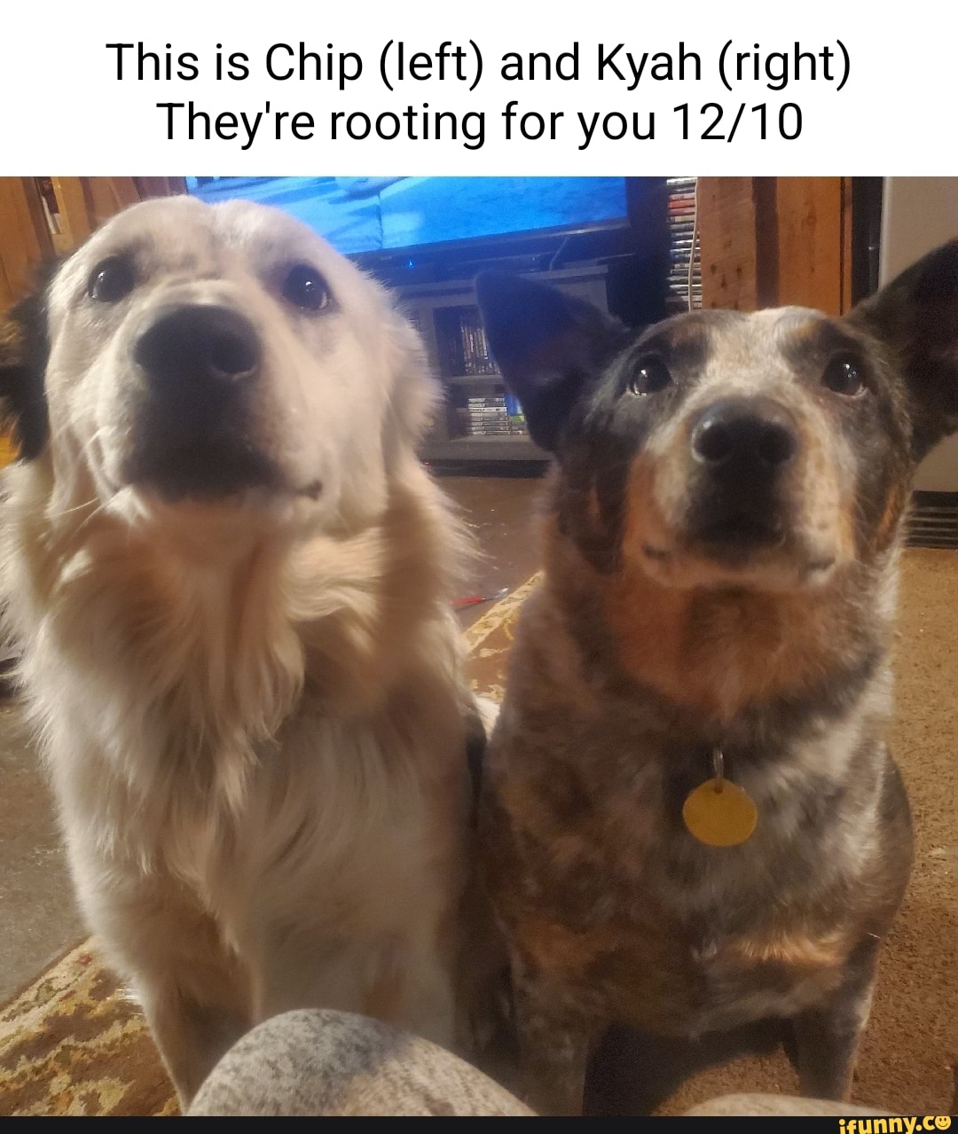 This is Chip (left) and Kyah (right) They're re rooting for you - iFunny