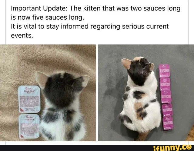 Important Update: The kitten that was two sauces long is now five ...