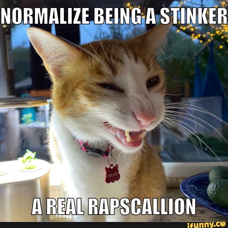 NORMALIZE BEING A STINKER A REAL RAPSCALLION - iFunny Brazil