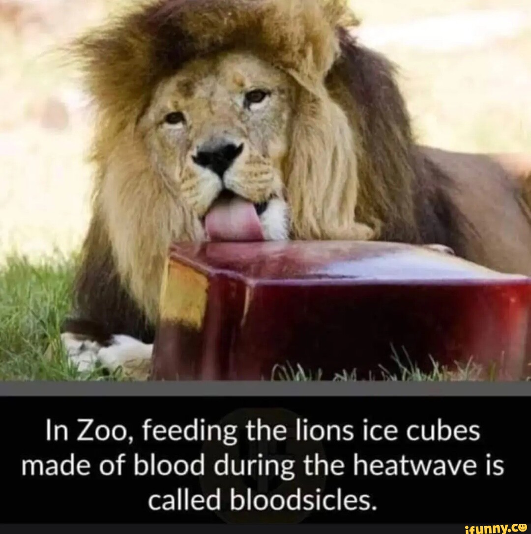 In Zoo, feeding the lions ice cubes made of blood during the heatwave ...