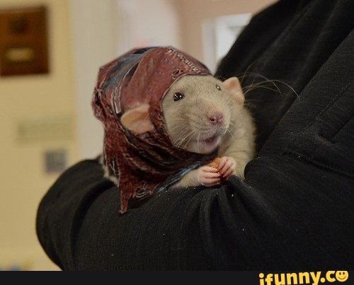 Ratposting memes. Best Collection of funny Ratposting pictures on iFunny