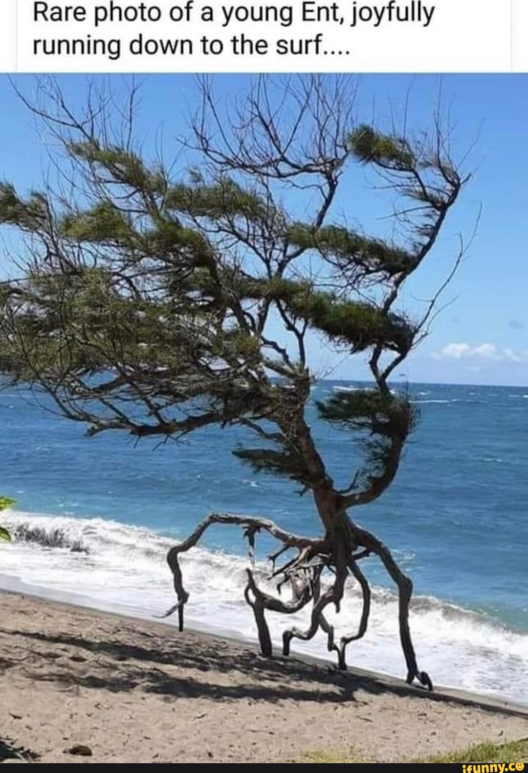 Rare photo of a young Ent, joyfully running down to the surf... I - iFunny