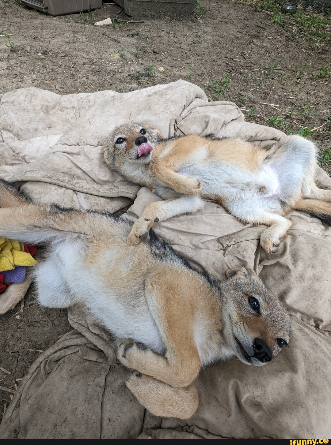 Jackal memes. Best Collection of funny Jackal pictures on iFunny