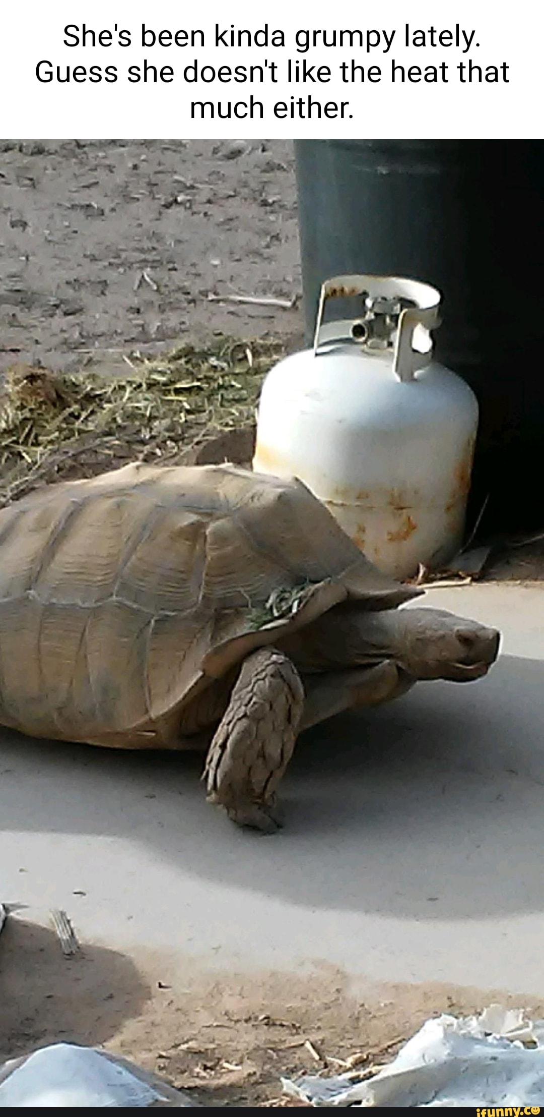 She's been kinda grumpy lately. Guess she doesn't like the heat that ...