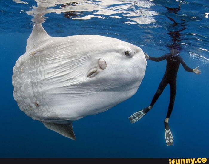 Ocean_sunfish memes. Best Collection of funny Ocean_sunfish pictures on ...