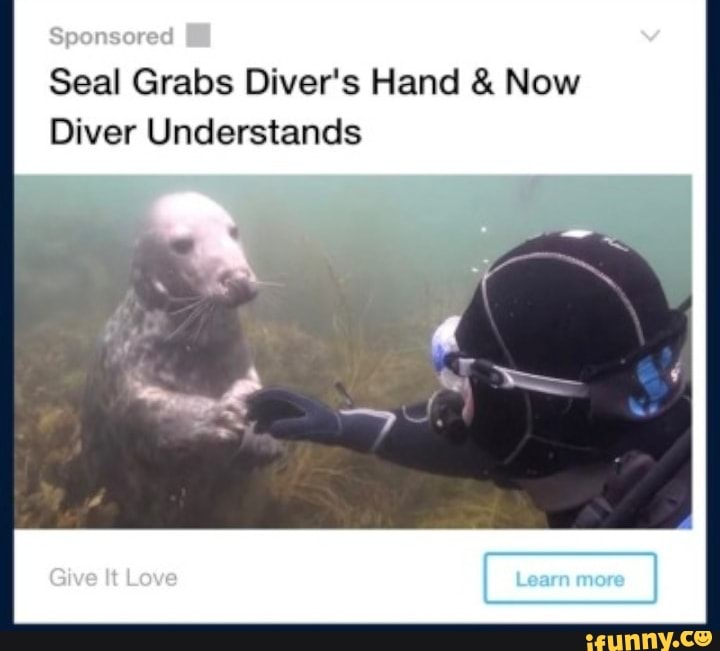 Seal Grabs Diver's Hand & Now Diver Understands - iFunny