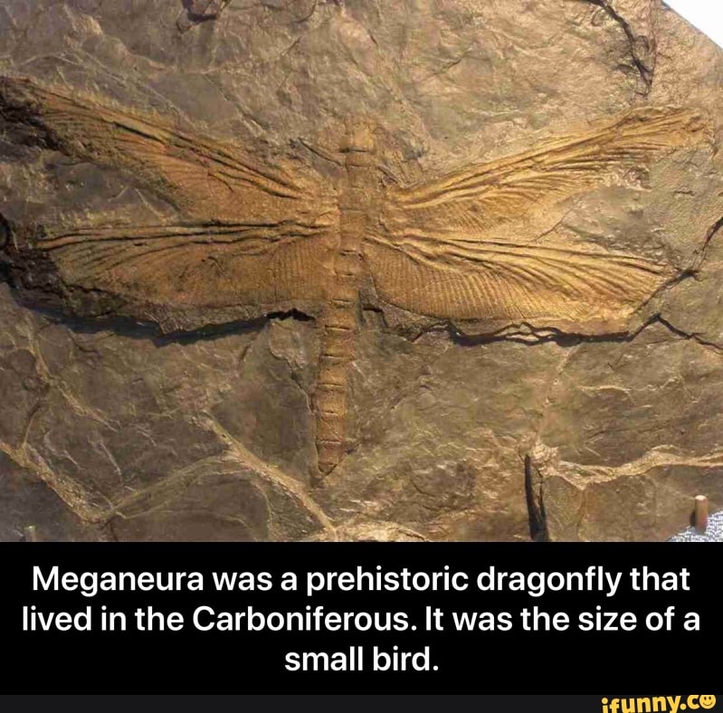 Meganeura was a prehistoric dragonfly that lived in the Carboniferous ...