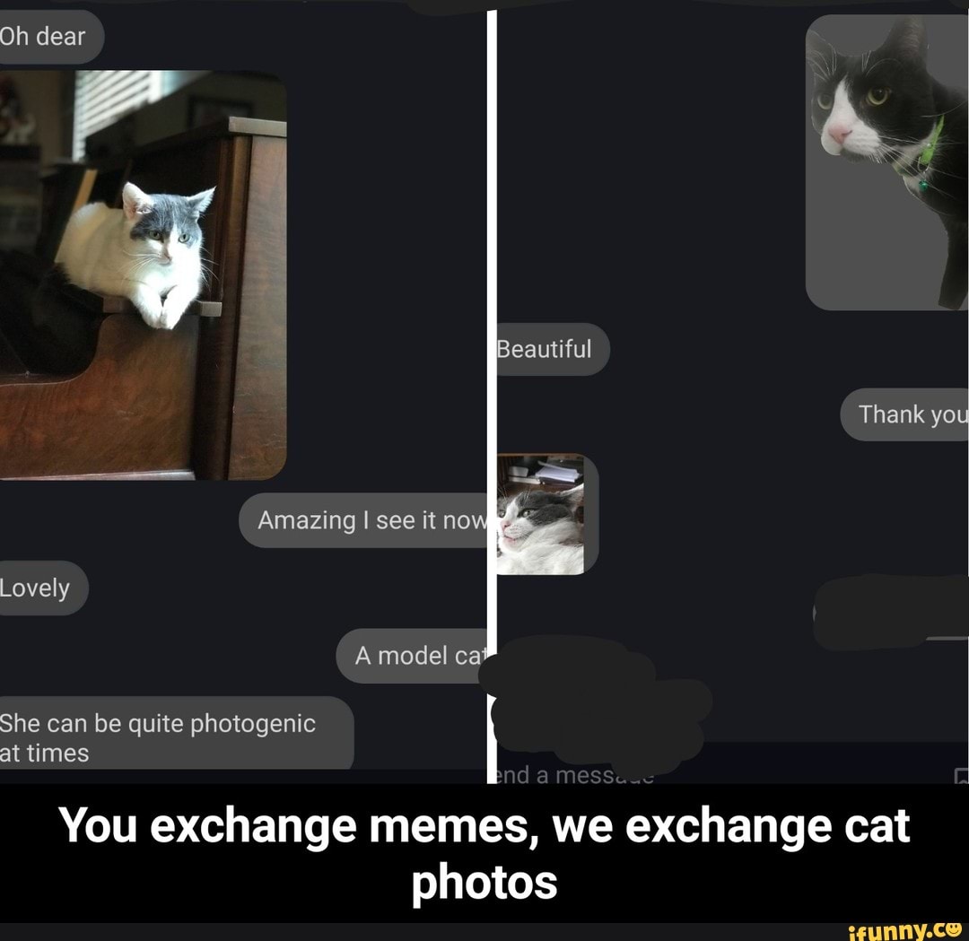 You Exchange Memes We Exchange Cat Photos You Exchange Memes We you-exchange-memes-we-exchange-cat-photos-you-exchange-memes-we