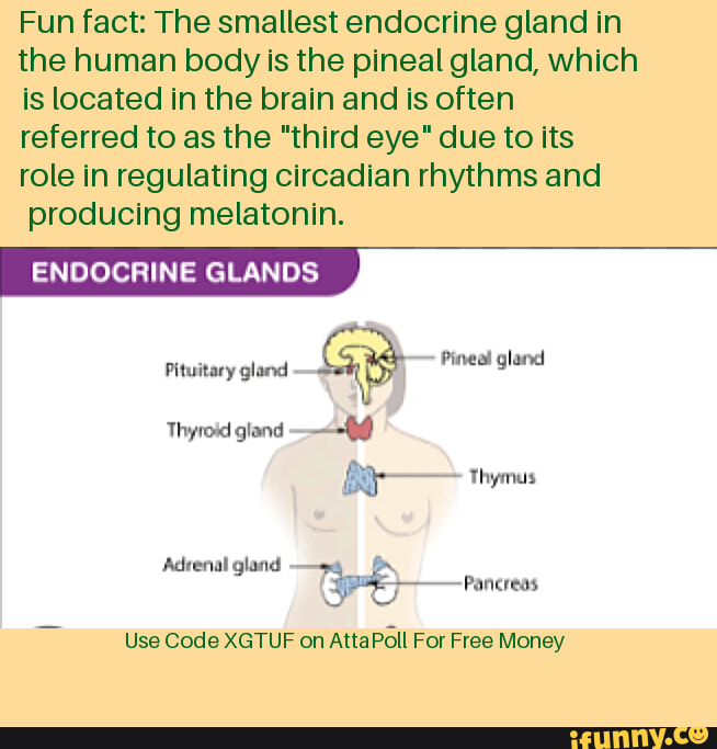 Endocrine memes. Best Collection of funny Endocrine pictures on iFunny