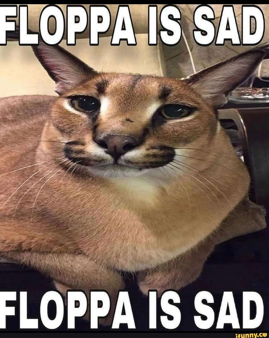 FLOPPA IS SAD FLOPPA IS SAD - iFunny