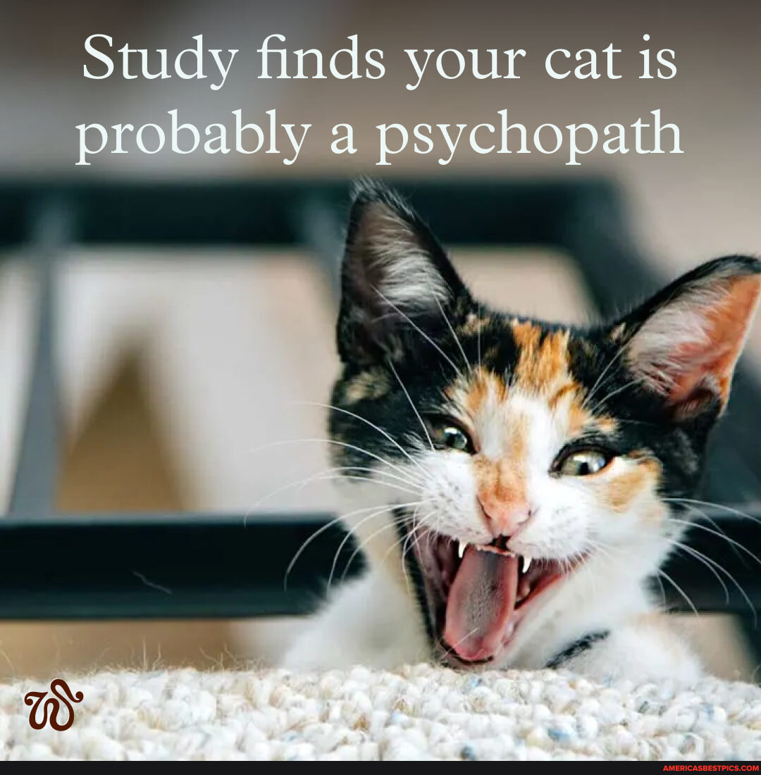 Your cat’s proclivity for staring contests may be a lot more menacing ...